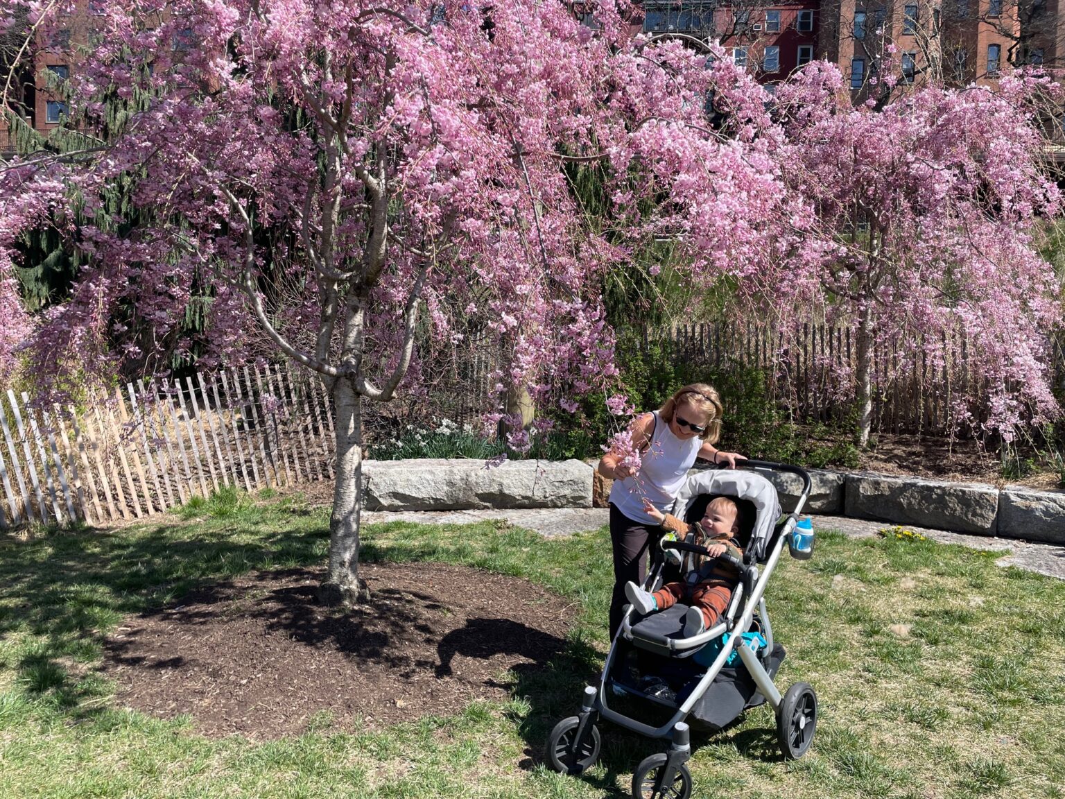 Where to see cherry blossom trees this spring in Brooklyn | Brooklyn ...
