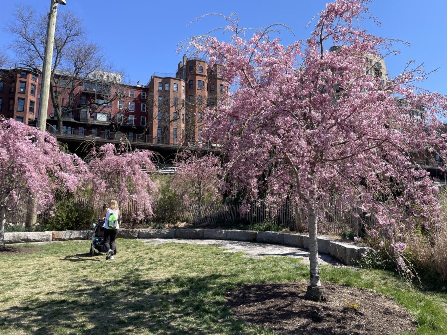 Where to see cherry blossoms this spring in Brooklyn | Brooklyn Bridge ...